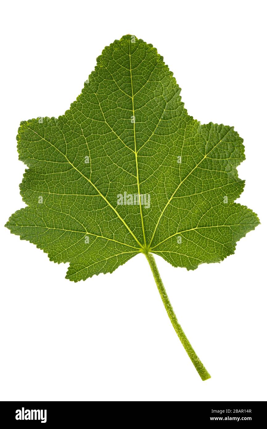 Green leaf of mallow, isolated on white background Stock Photo - Alamy