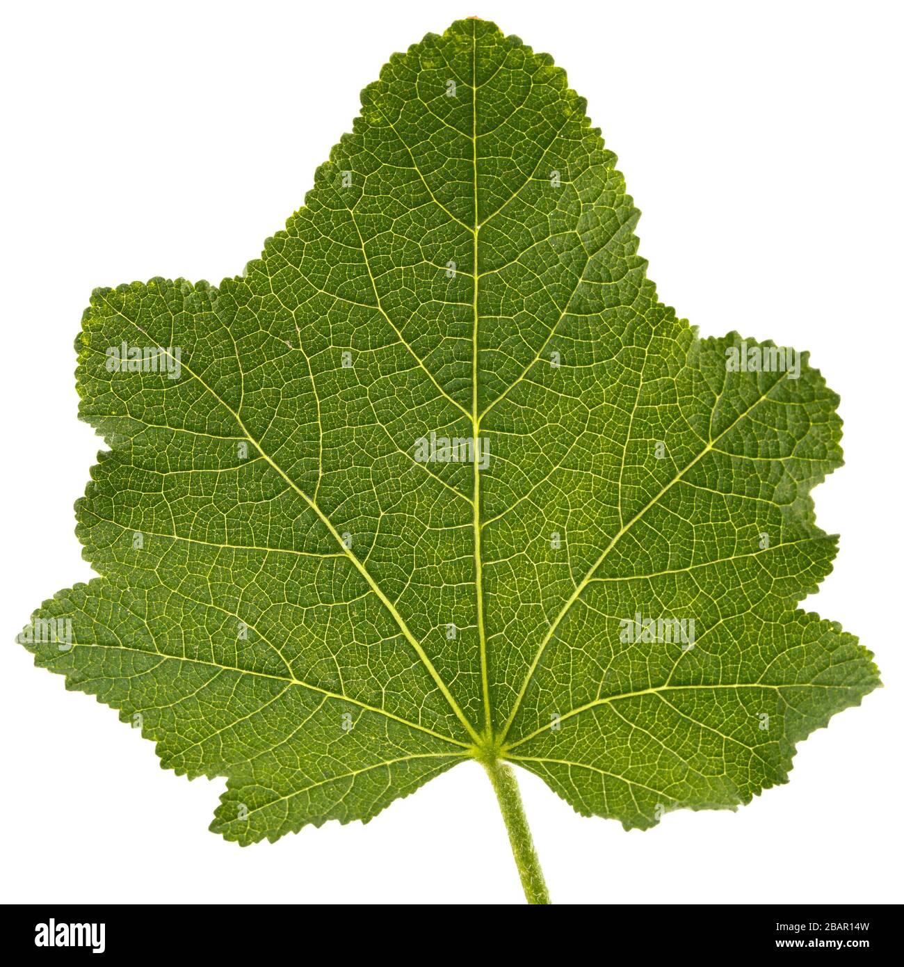 Green leaf of mallow, isolated on white background Stock Photo - Alamy