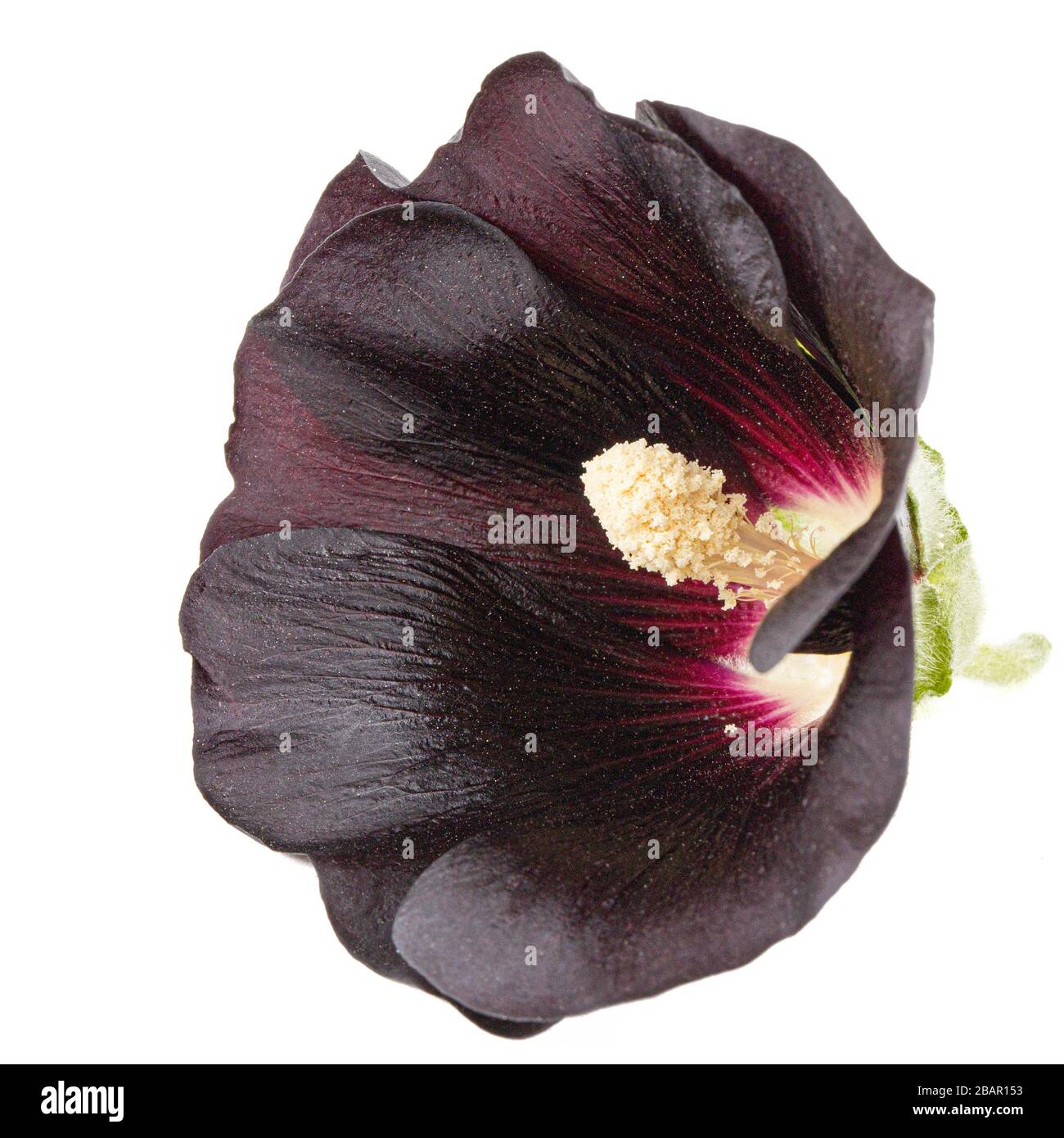 Very dark flower of mallow, isolated on white background Stock Photo ...