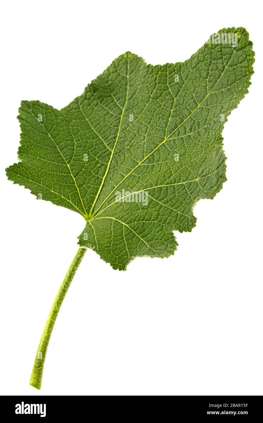Green leaf of mallow, isolated on white background Stock Photo - Alamy