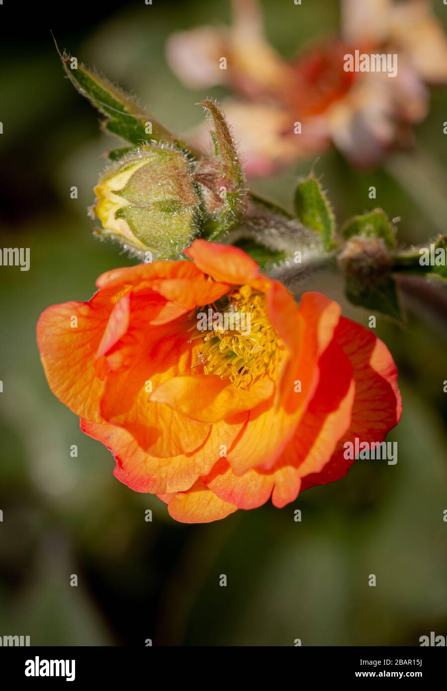 Garden through the seasons hi-res stock photography and images - Alamy