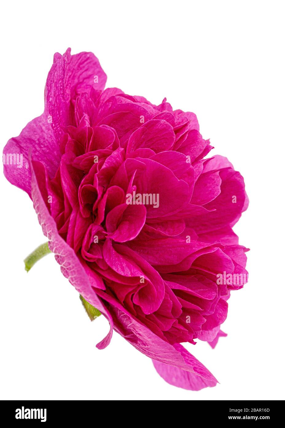 Pink flower of mallow, isolated on white background Stock Photo - Alamy