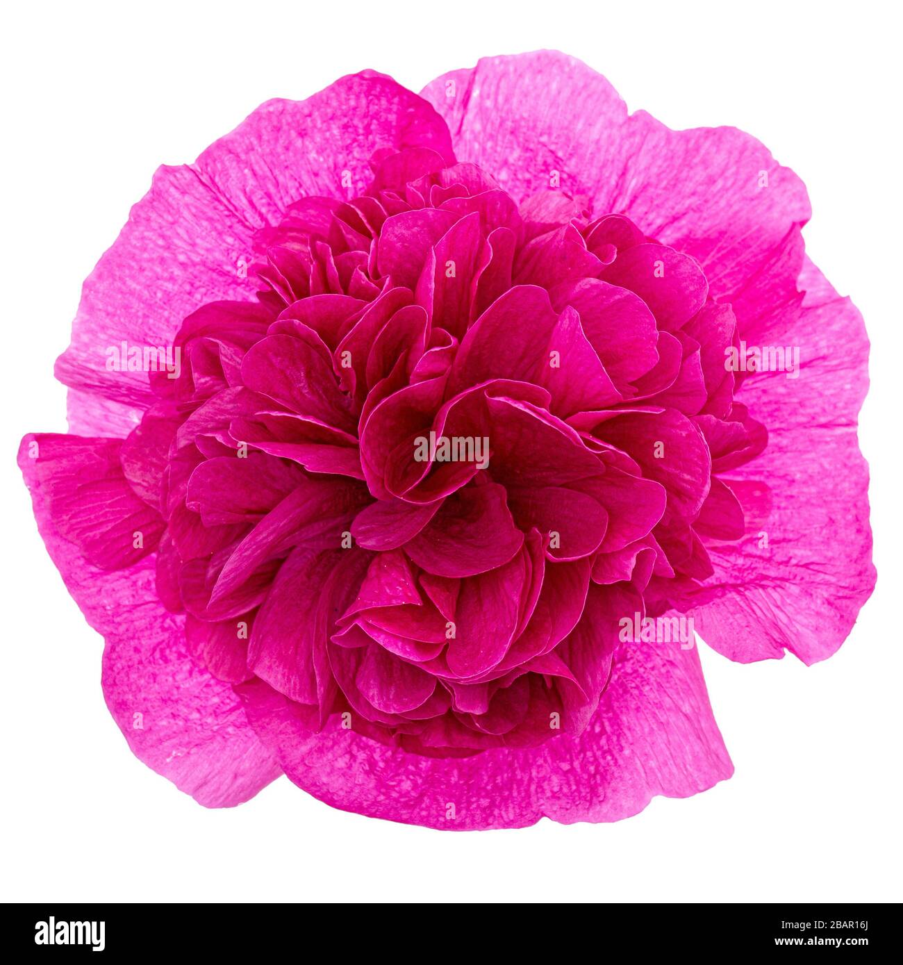 Pink flower of mallow, isolated on white background Stock Photo - Alamy