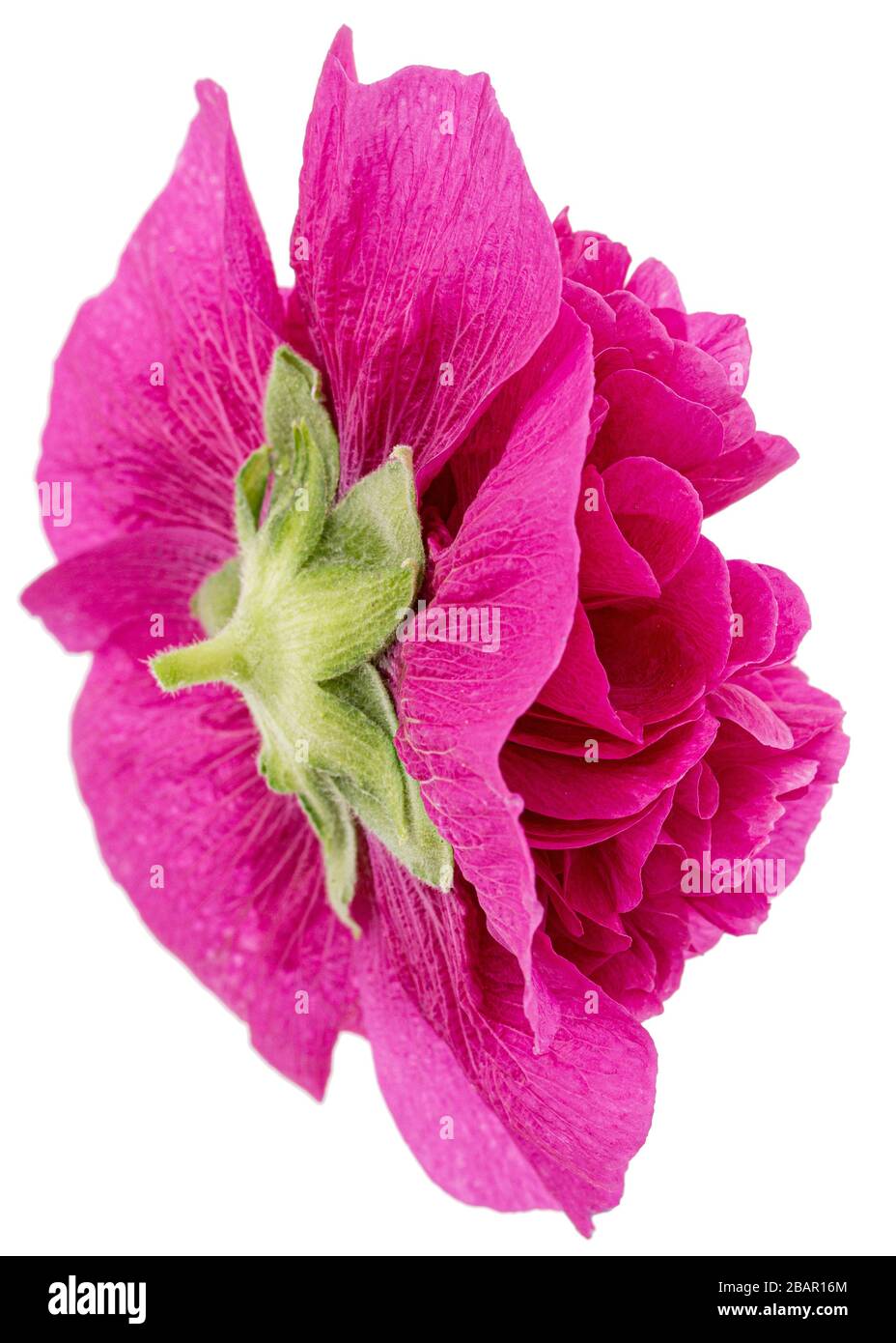 Pink flower of mallow, isolated on white background Stock Photo - Alamy