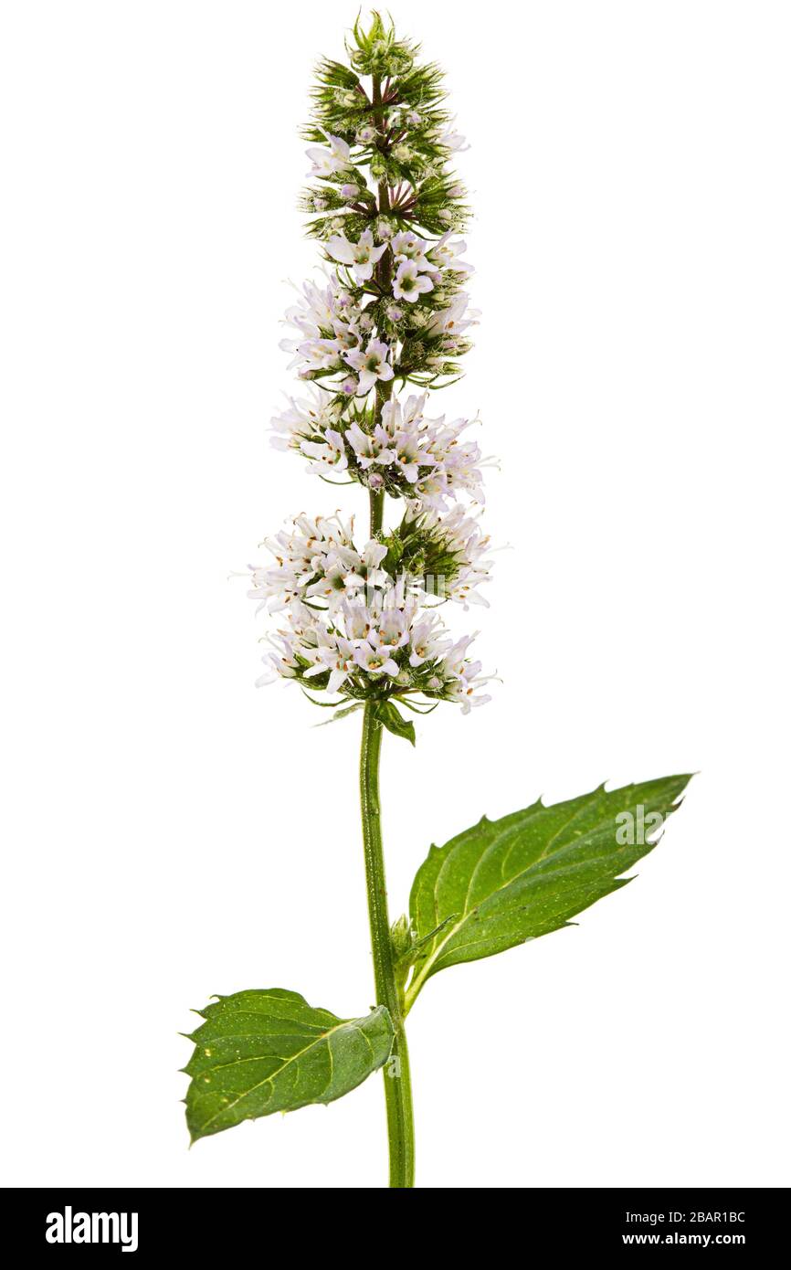 Flowering sprig of mint, isolated on white background Stock Photo - Alamy