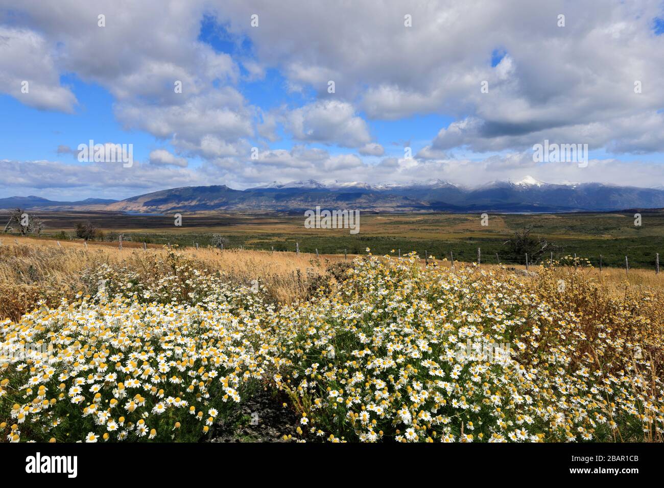 Wild flower meadow in Torres de Paine national park, Patagonia Steppe ...