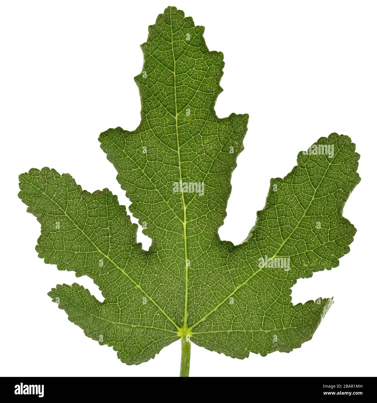 Green leaf of mallow, isolated on white background Stock Photo - Alamy