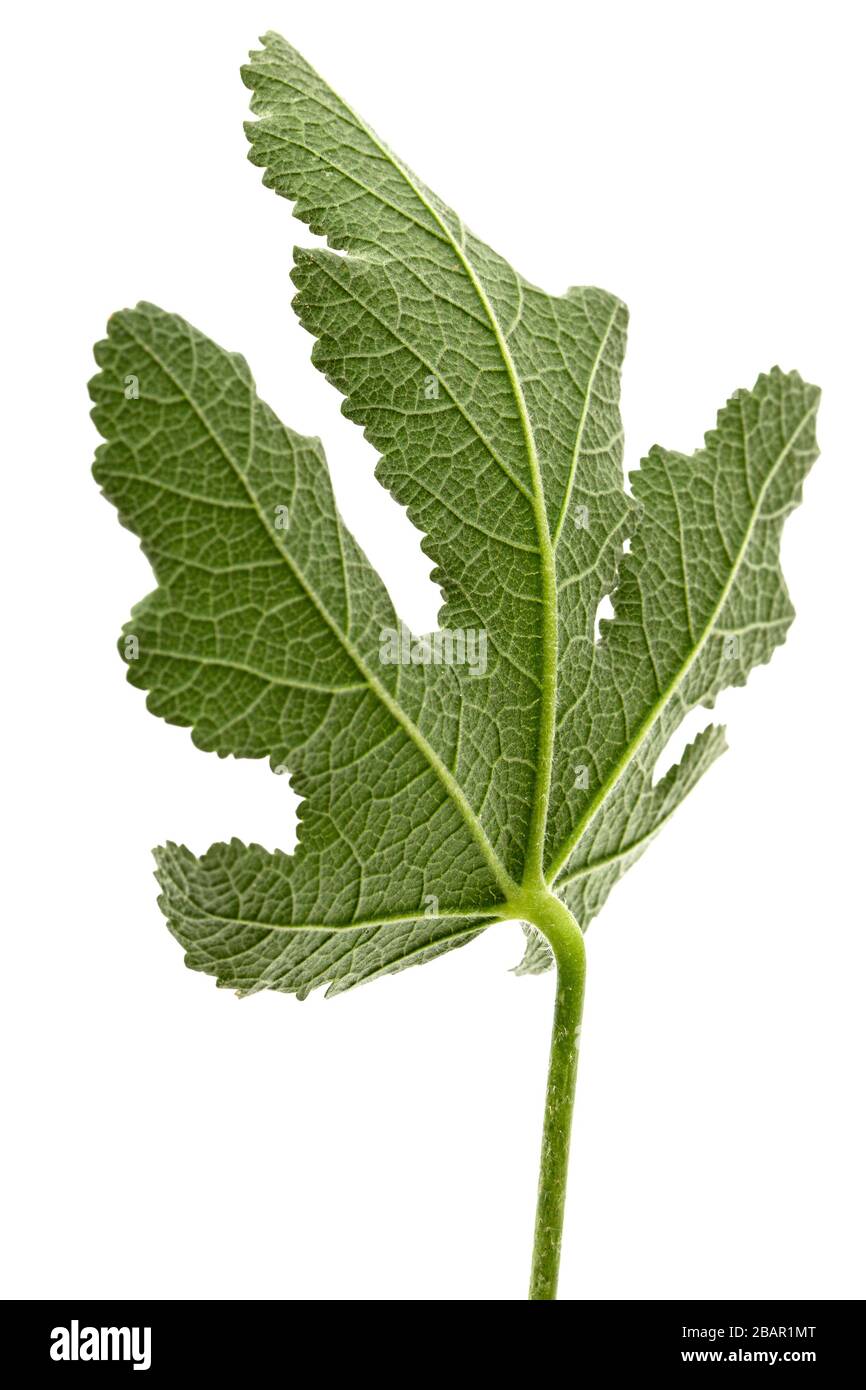 Green leaf of mallow, isolated on white background Stock Photo - Alamy