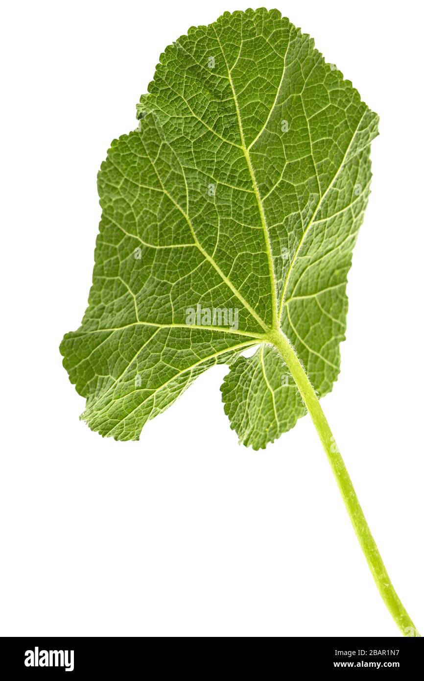 Green leaf of mallow, isolated on white background Stock Photo - Alamy