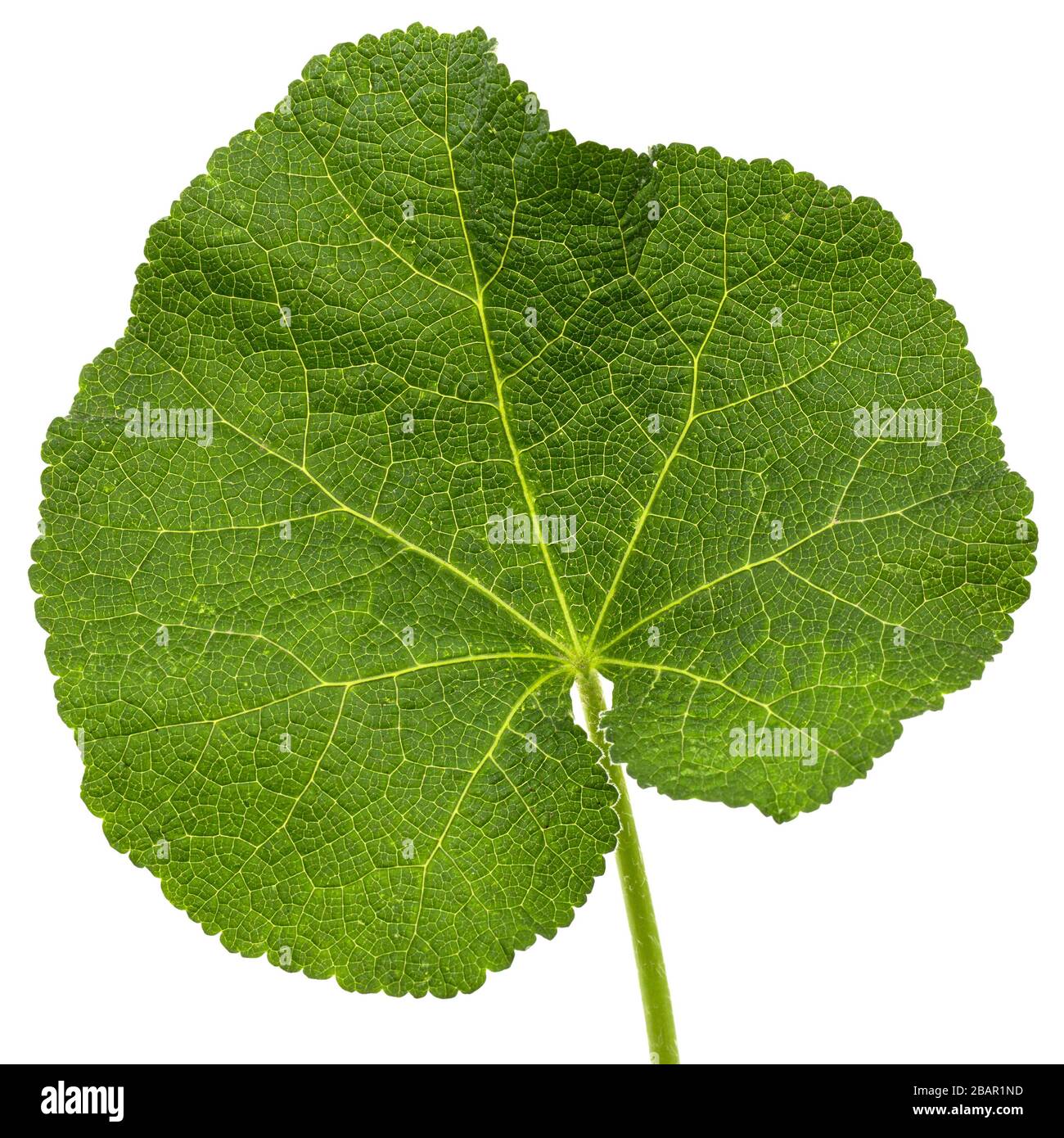 Green leaf of mallow, isolated on white background Stock Photo - Alamy