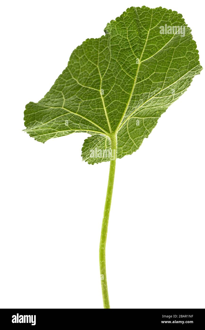 Green leaf of mallow, isolated on white background Stock Photo - Alamy