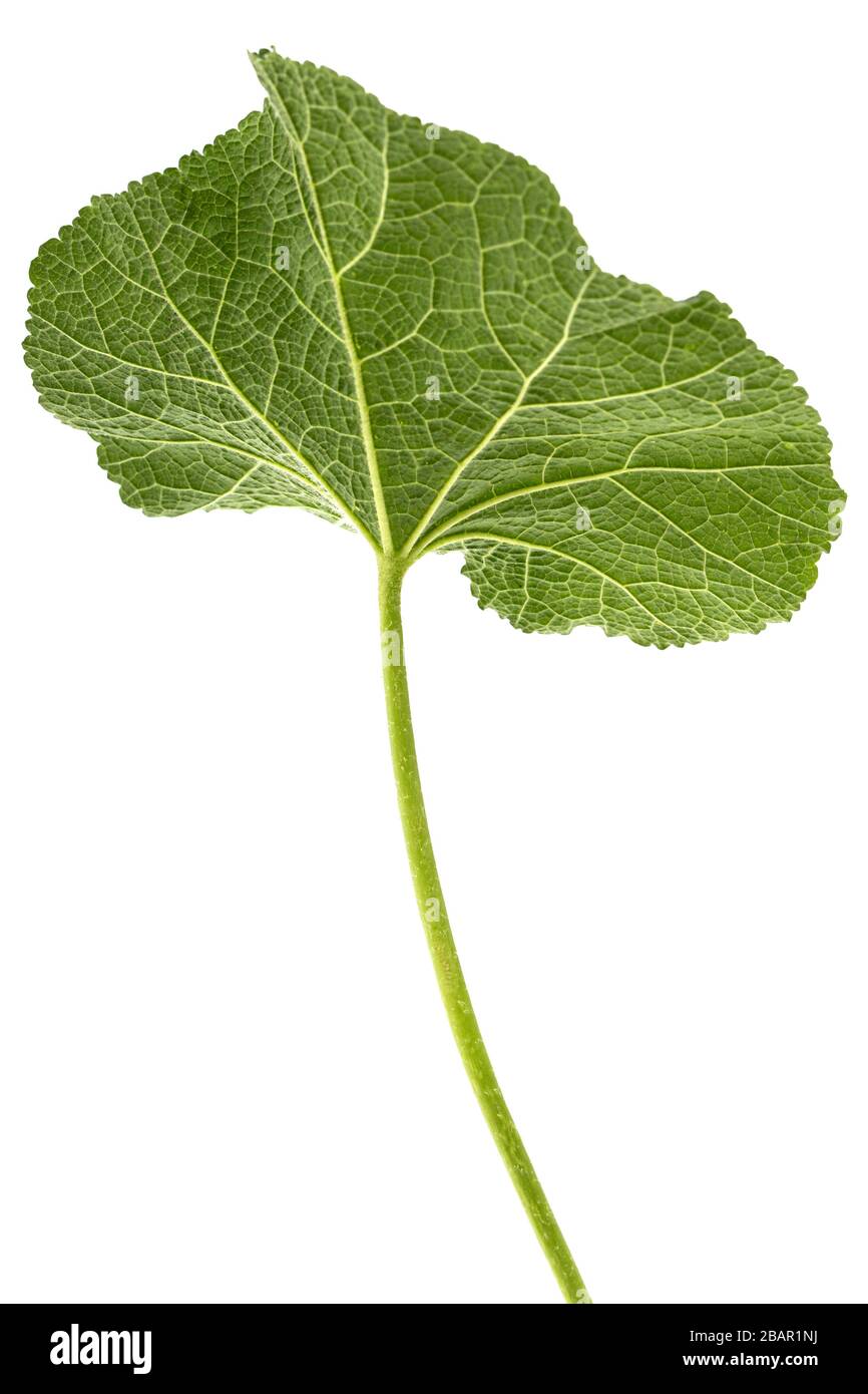 Green leaf of mallow, isolated on white background Stock Photo - Alamy
