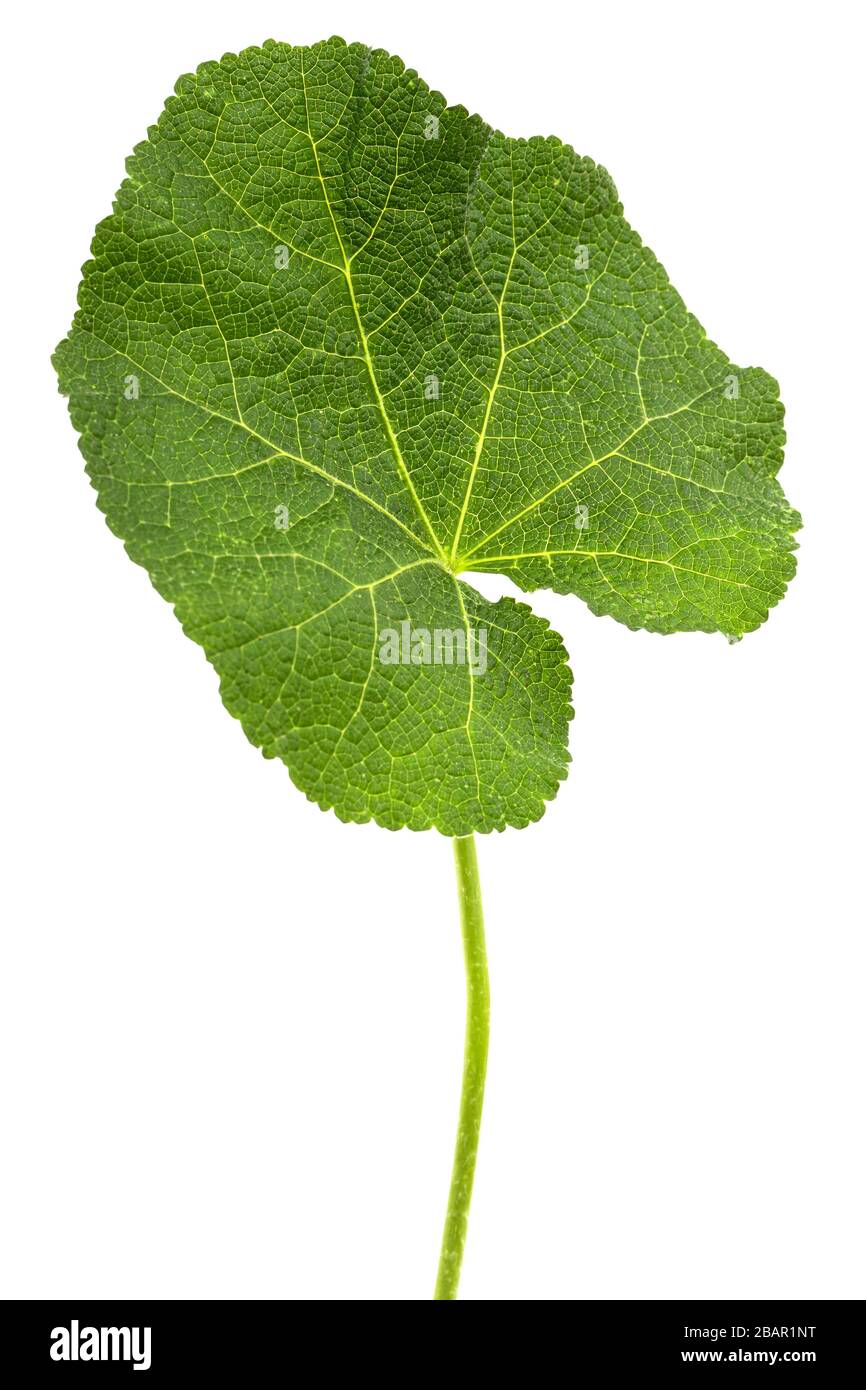 Green leaf of mallow, isolated on white background Stock Photo - Alamy