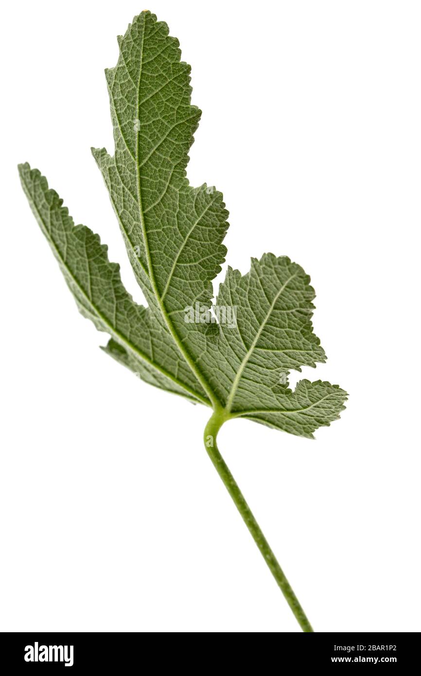 Green leaf of mallow, isolated on white background Stock Photo - Alamy