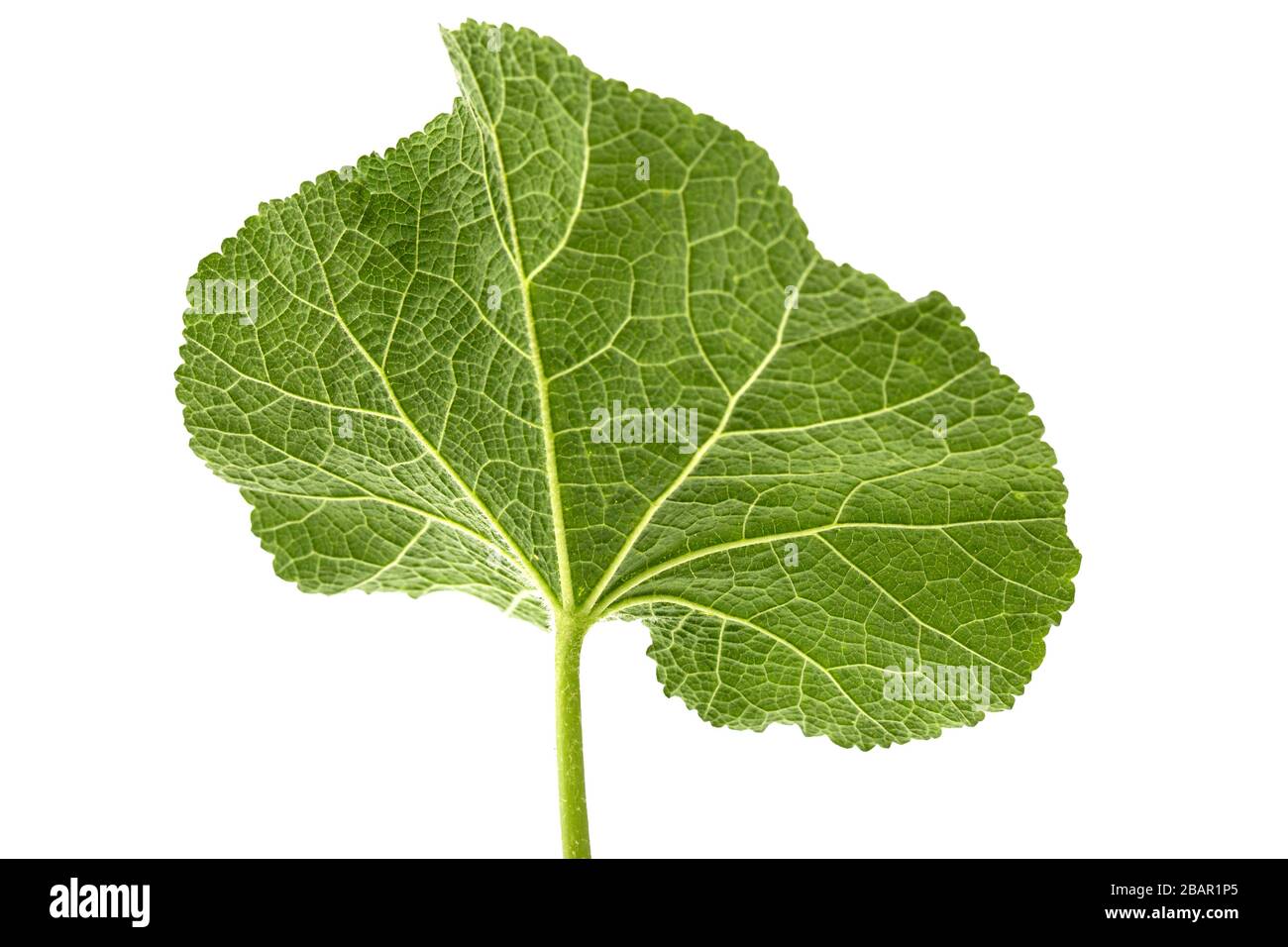 Green leaf of mallow, isolated on white background Stock Photo - Alamy