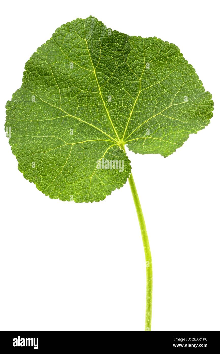 Green leaf of mallow, isolated on white background Stock Photo - Alamy