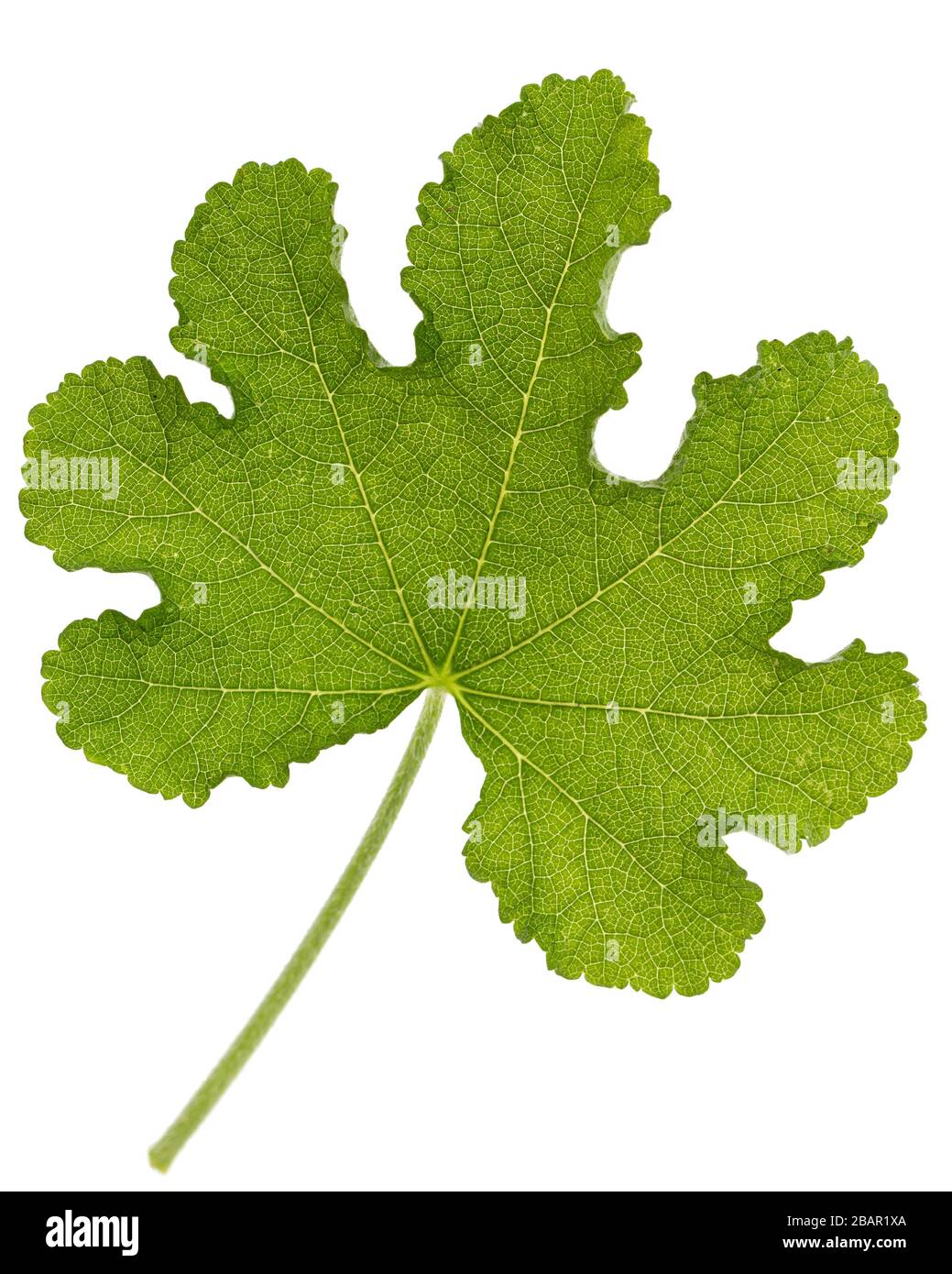 Green leaf of mallow, isolated on white background Stock Photo - Alamy