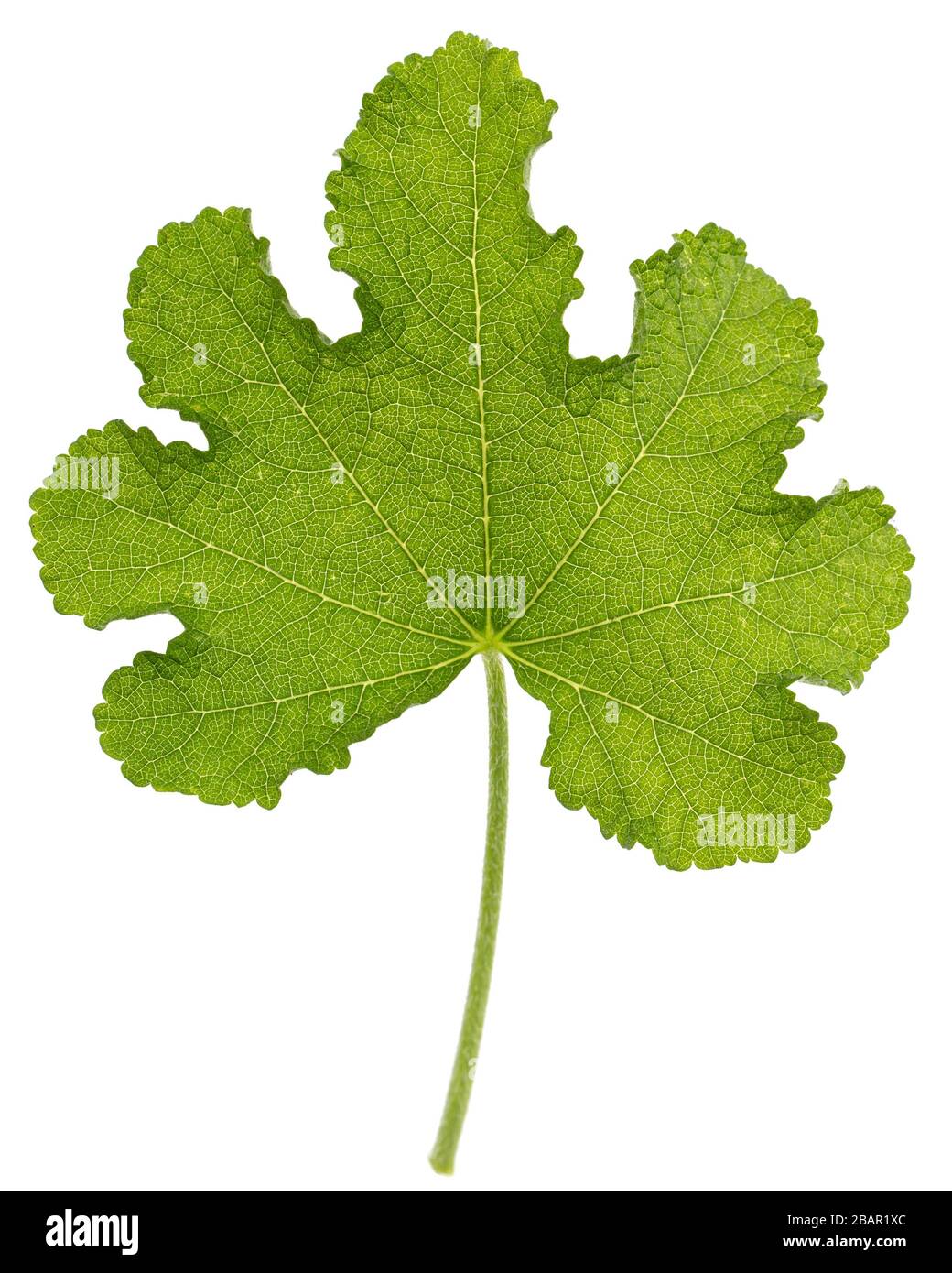 Green leaf of mallow, isolated on white background Stock Photo - Alamy