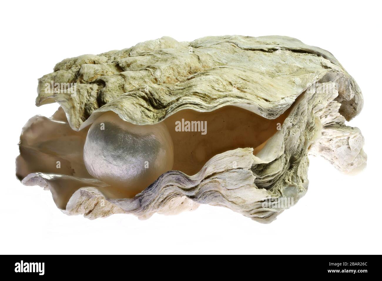 pearl embedded in oyster isolated on white background Stock Photo - Alamy