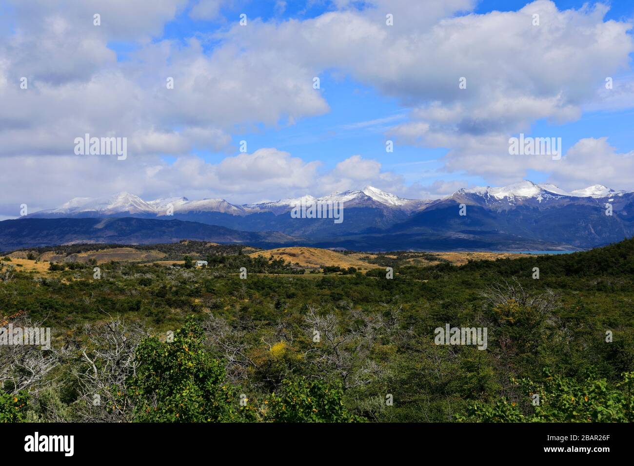 Wild flower meadow in Torres de Paine national park, Patagonia Steppe ...