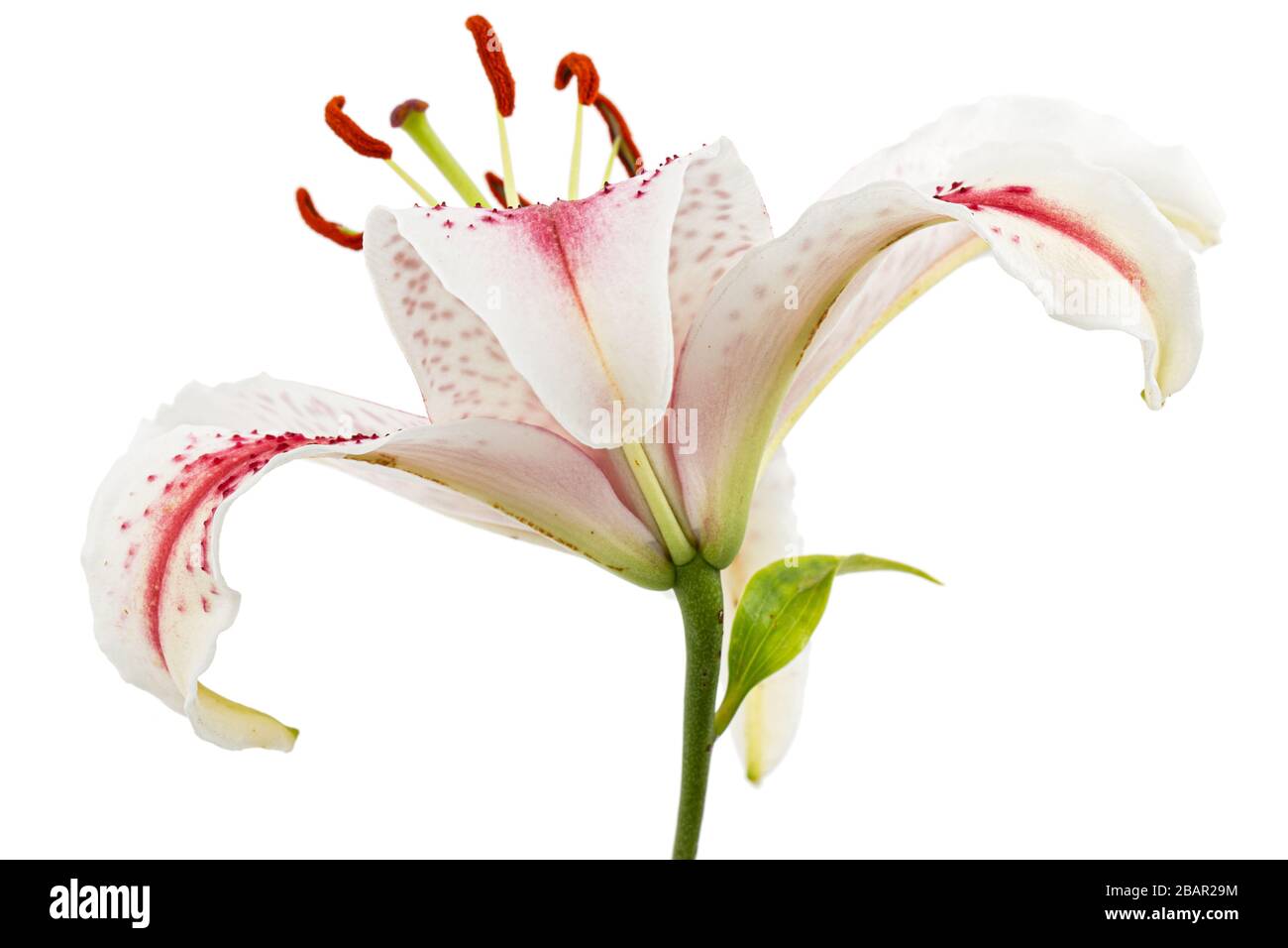 Big beautiful flower of asian tiger lily, , isolated on white ...
