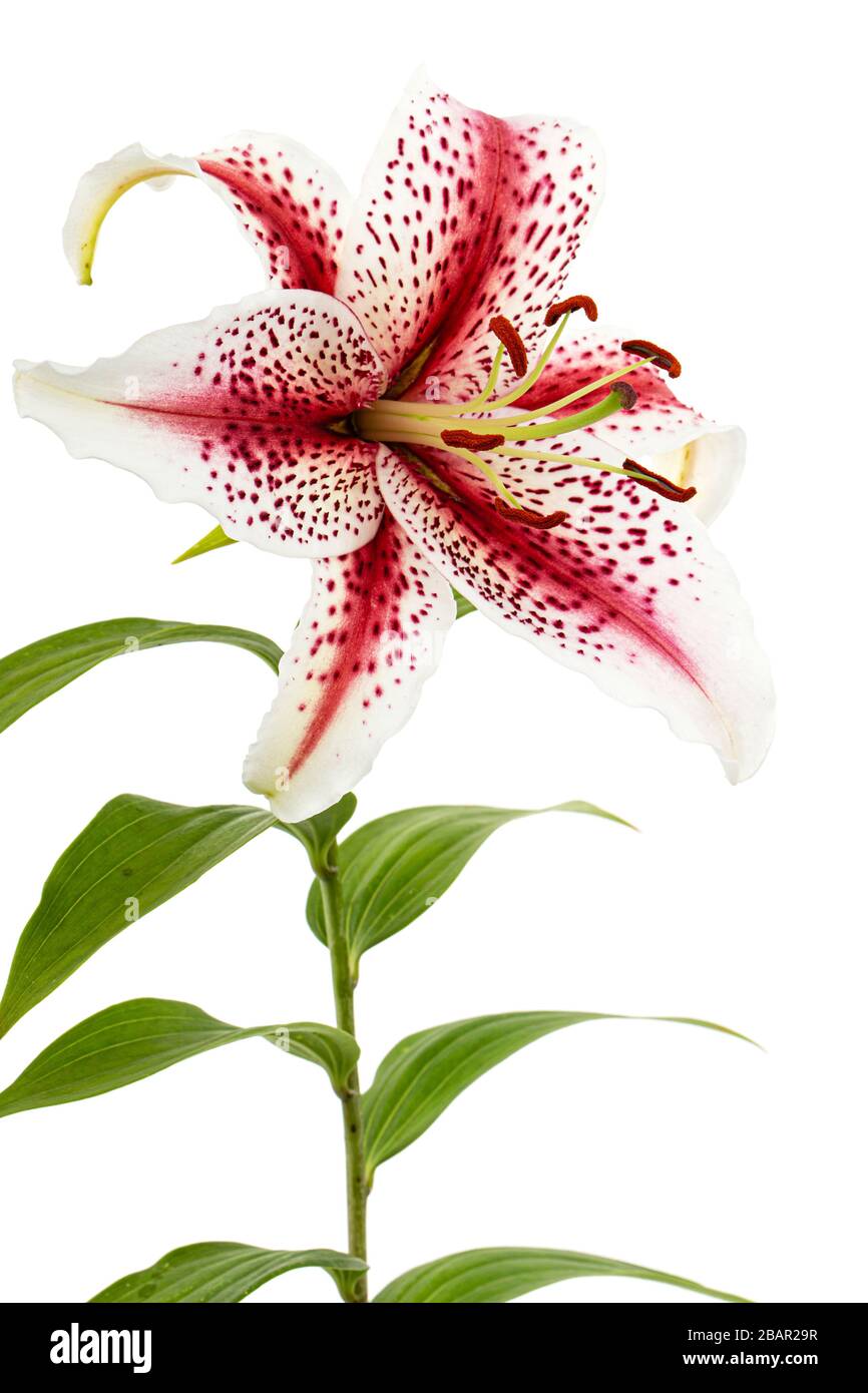 Big beautiful flower of asian tiger lily, , isolated on white ...