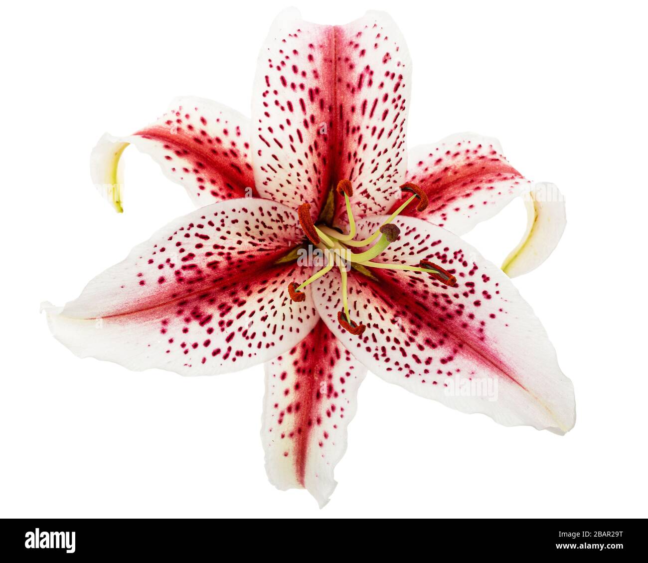 Big beautiful flower of asian tiger lily, , isolated on white ...