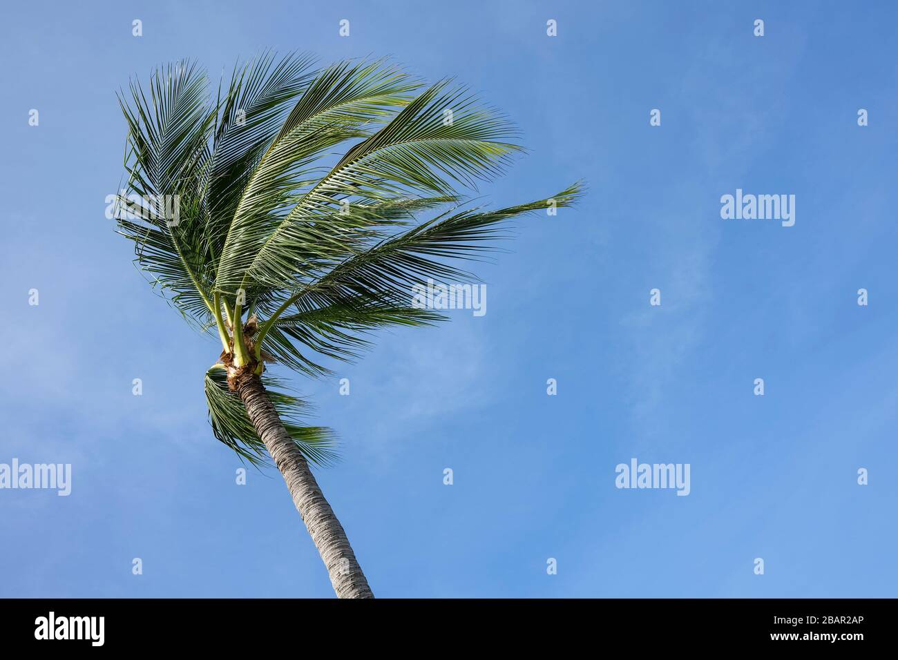 Wind in tree hi-res stock photography and images - Alamy