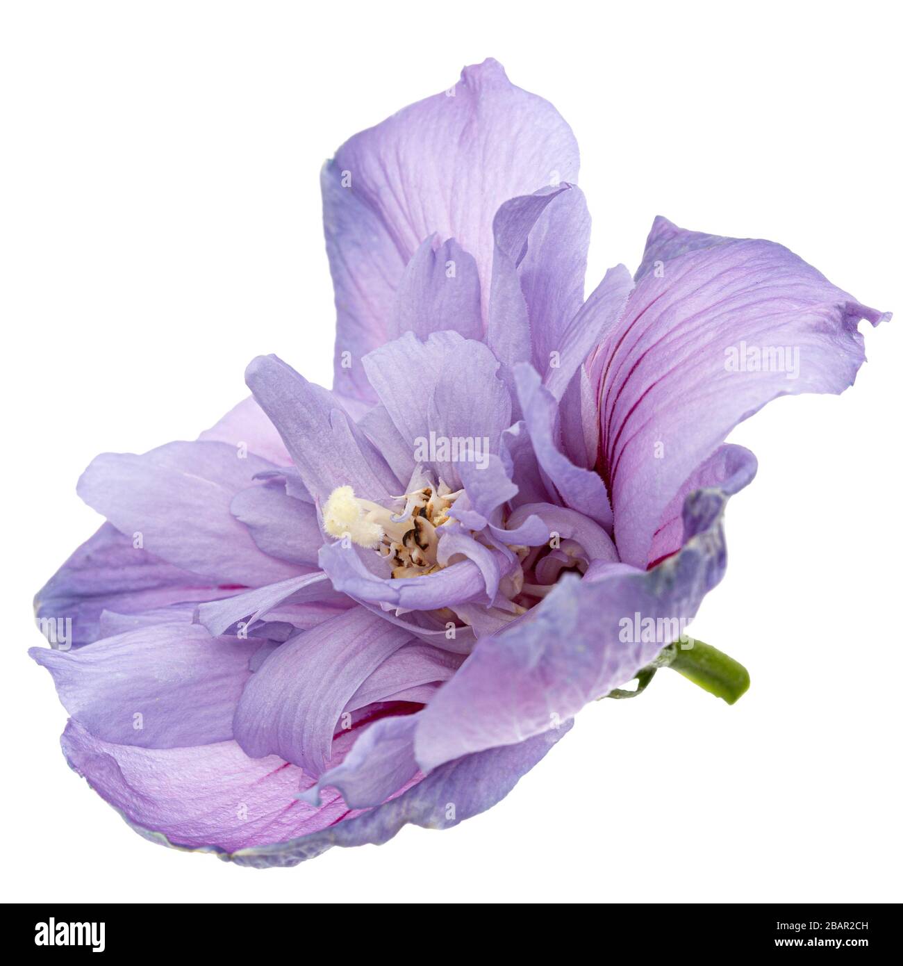 Violet flower of hibiscus, isolated on white background Stock Photo - Alamy