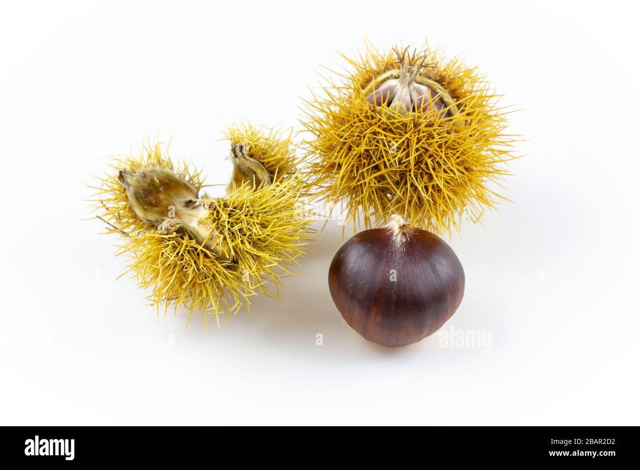 Portuguese Chestnut Cut Out Stock Images & Pictures - Alamy