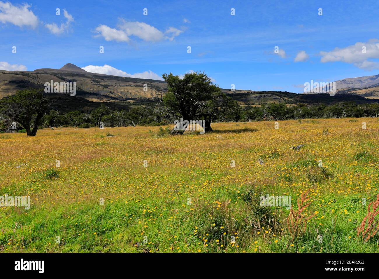 Wild flower meadow in Torres de Paine national park, Patagonia Steppe ...