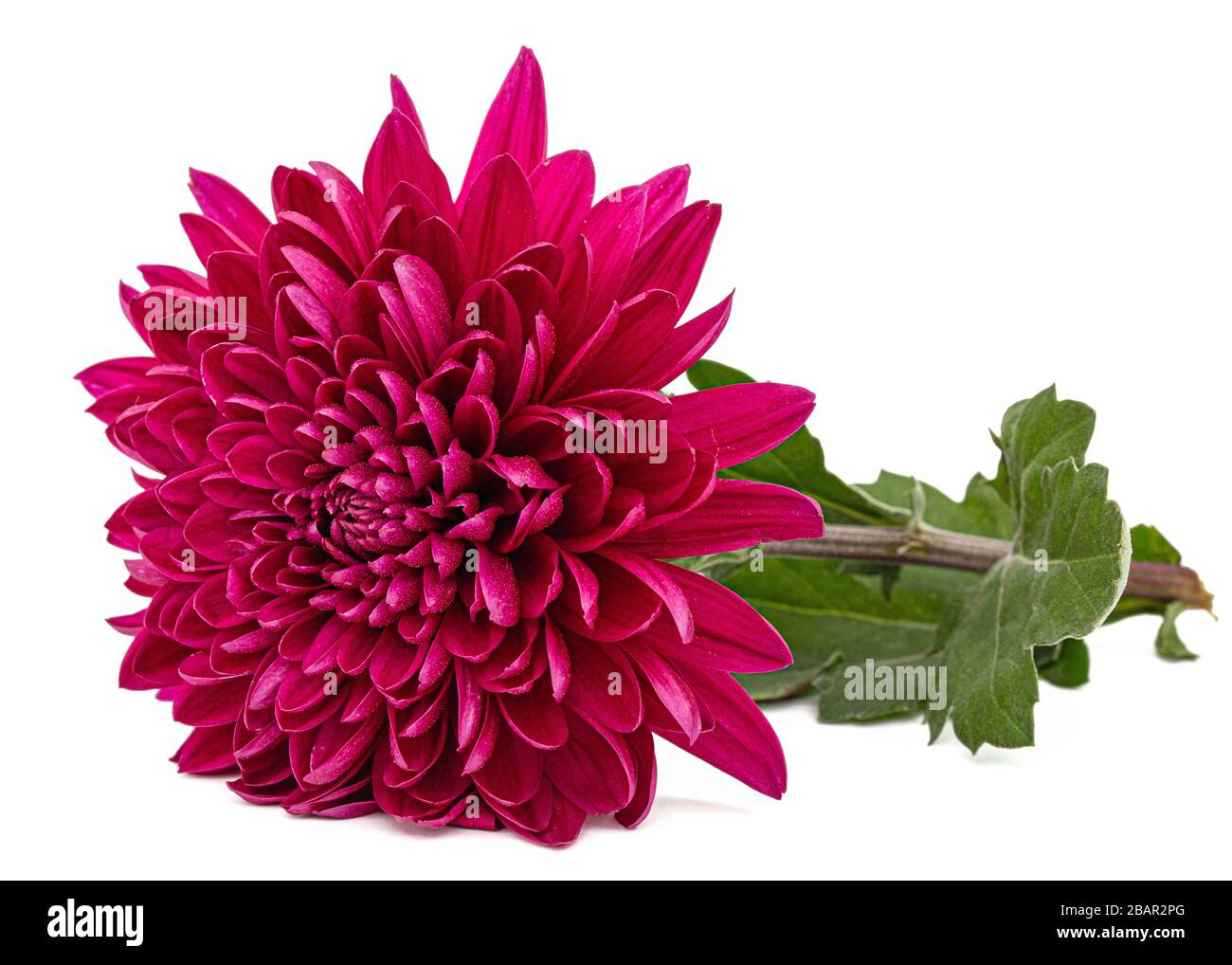 Red chrysanthemum flower, isolated on white background Stock Photo - Alamy