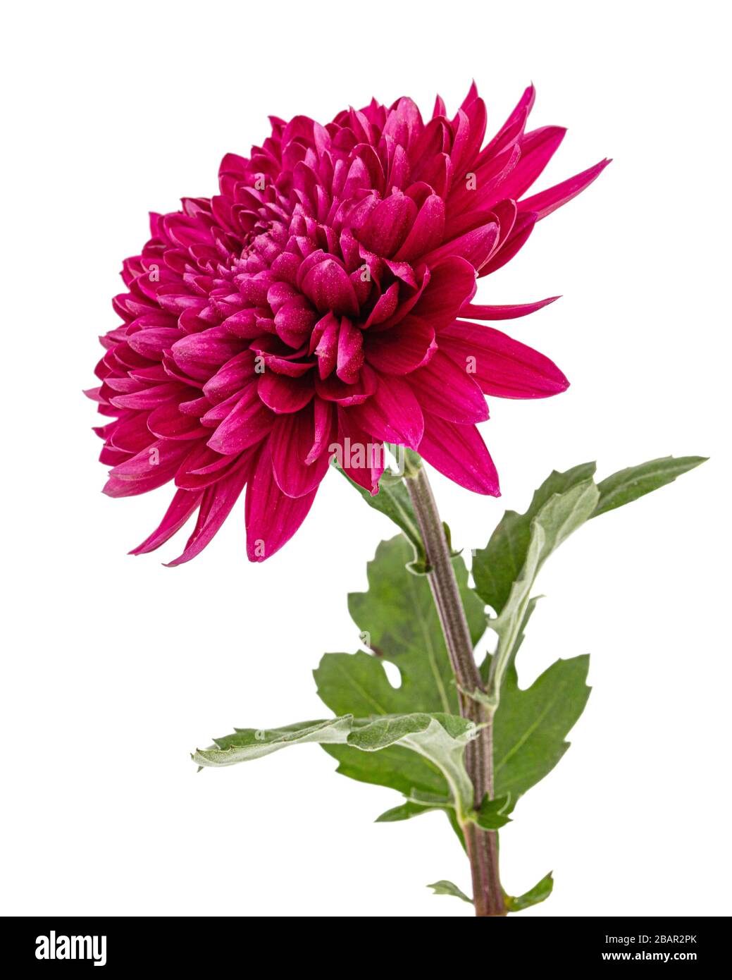 Red chrysanthemum flower, isolated on white background Stock Photo - Alamy