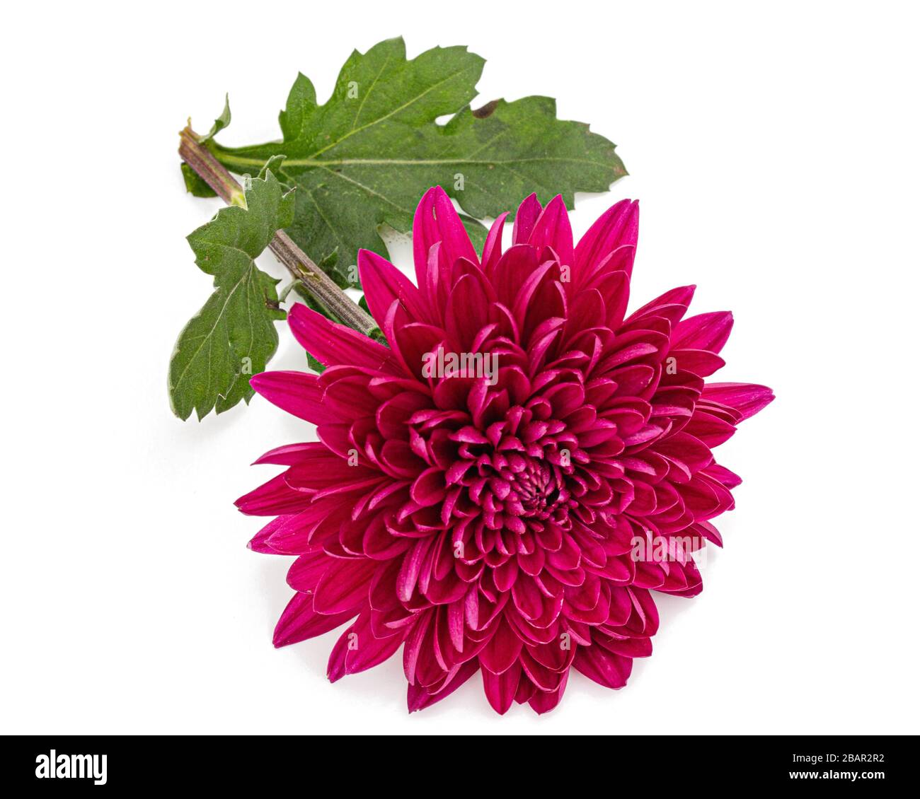 Red chrysanthemum flower, isolated on white background Stock Photo - Alamy