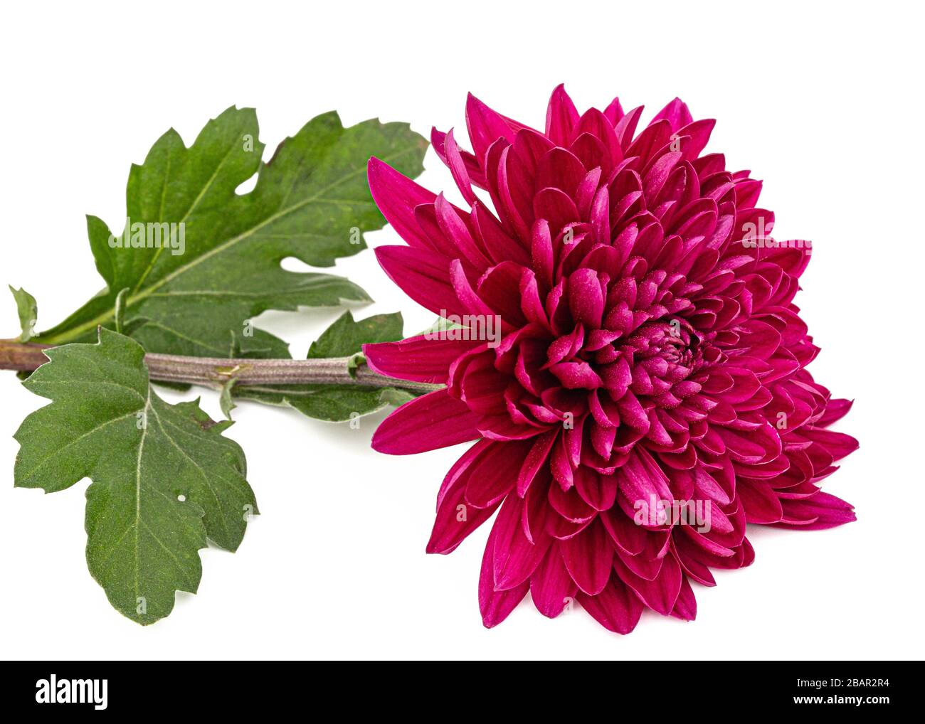 Red chrysanthemum flower, isolated on white background Stock Photo - Alamy