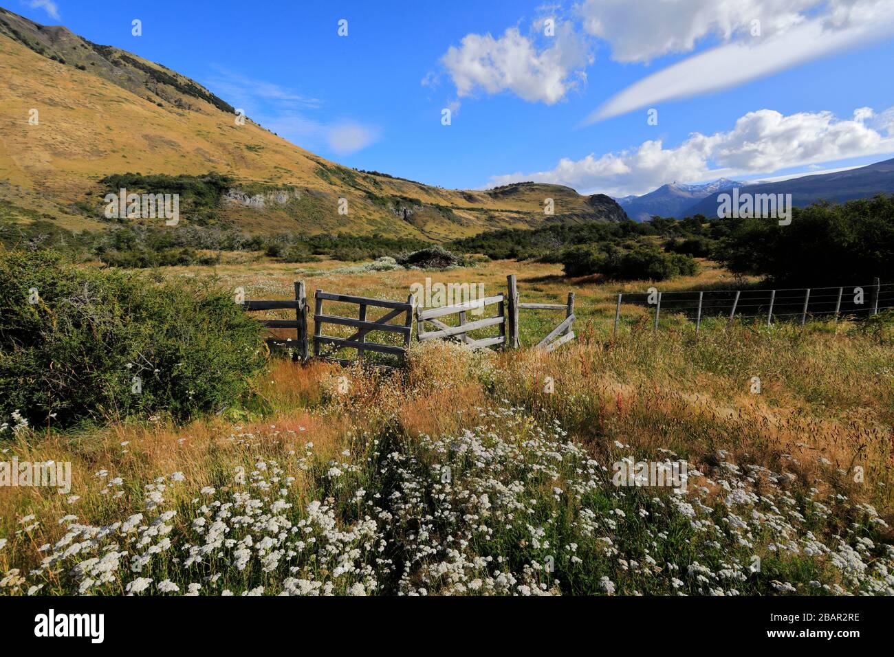 Wild flower meadow in Torres de Paine national park, Patagonia Steppe ...