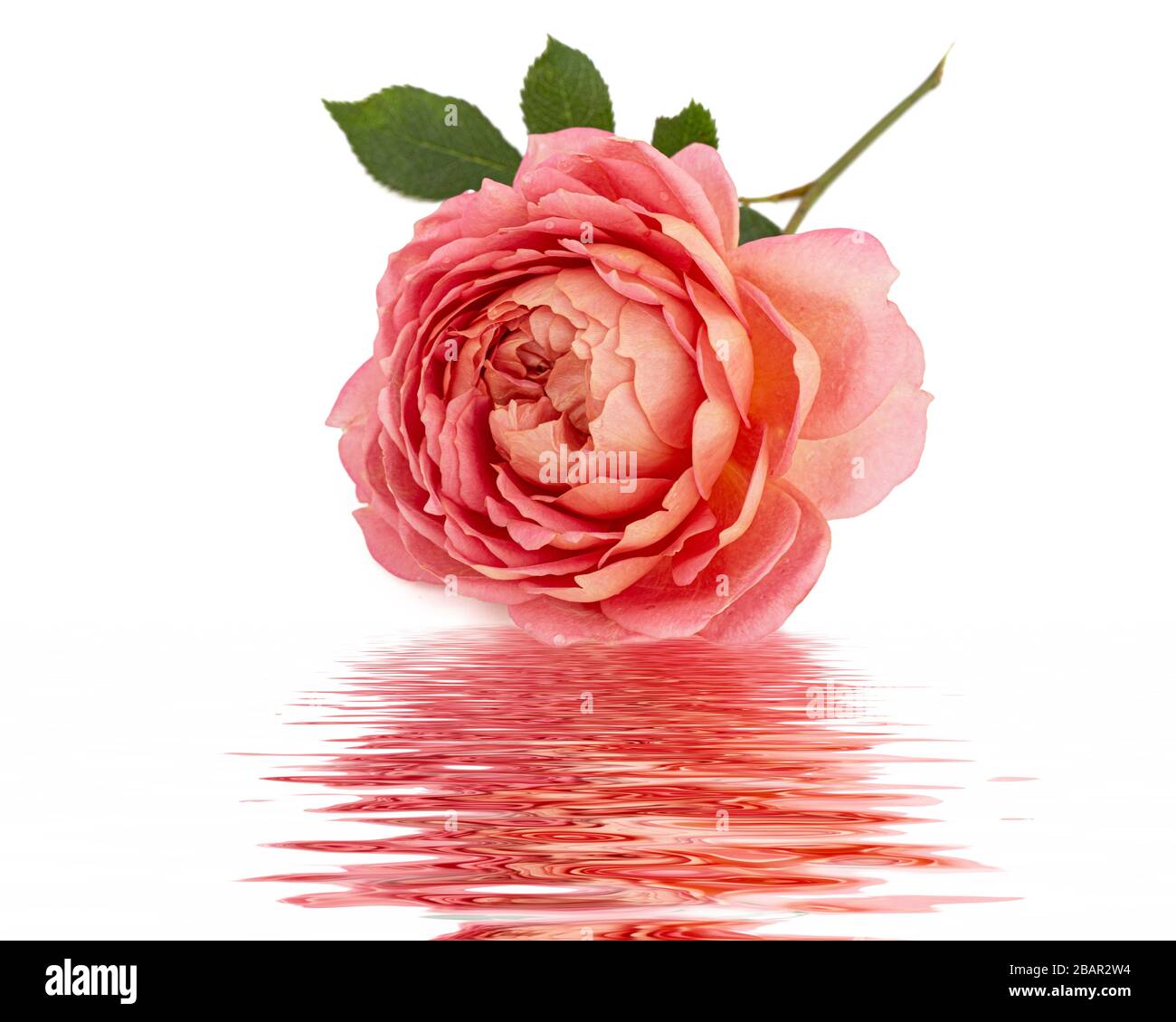 Pink flower of rose, reflection on the surface of the water, isolated ...