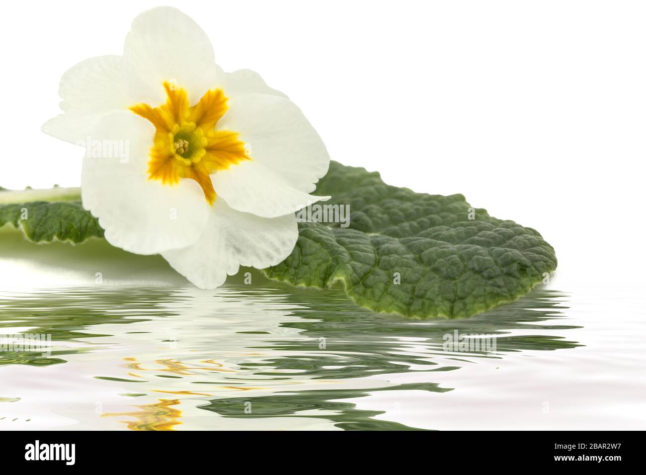 Flower of primrose, reflection on the surface of the water, isolated on ...