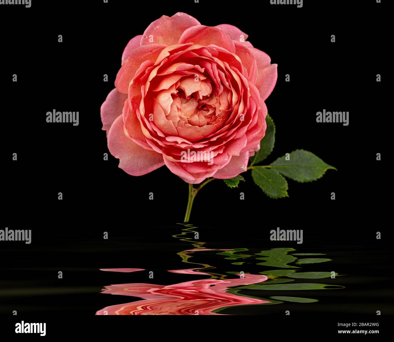 Pink flower of rose, reflection on the surface of the water, isolated ...