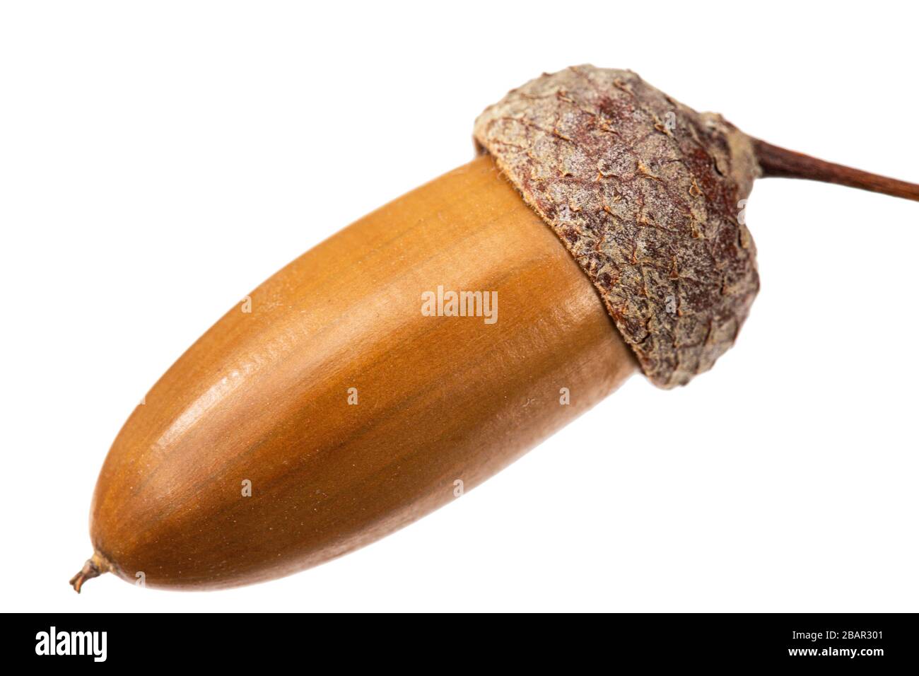 Acorn closeup, isolated on white background Stock Photo - Alamy