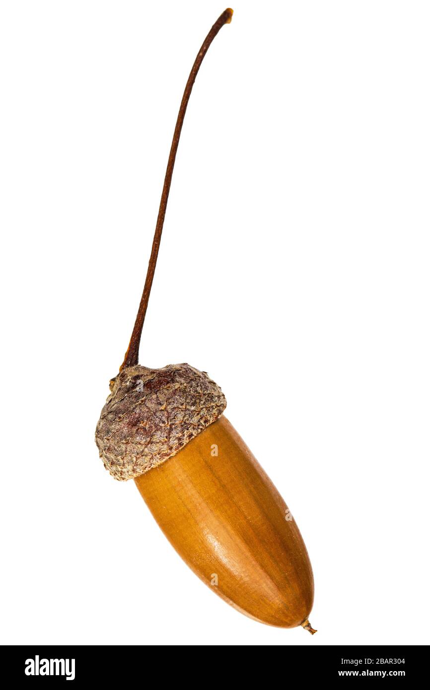 Acorn closeup, isolated on white background Stock Photo - Alamy