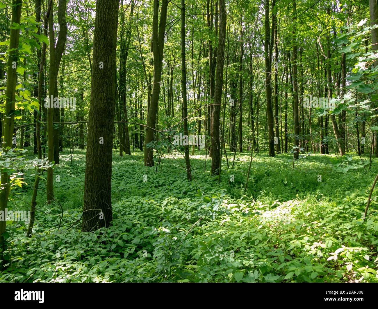 panoramic view into the deciduous forest in spring Stock Photo - Alamy