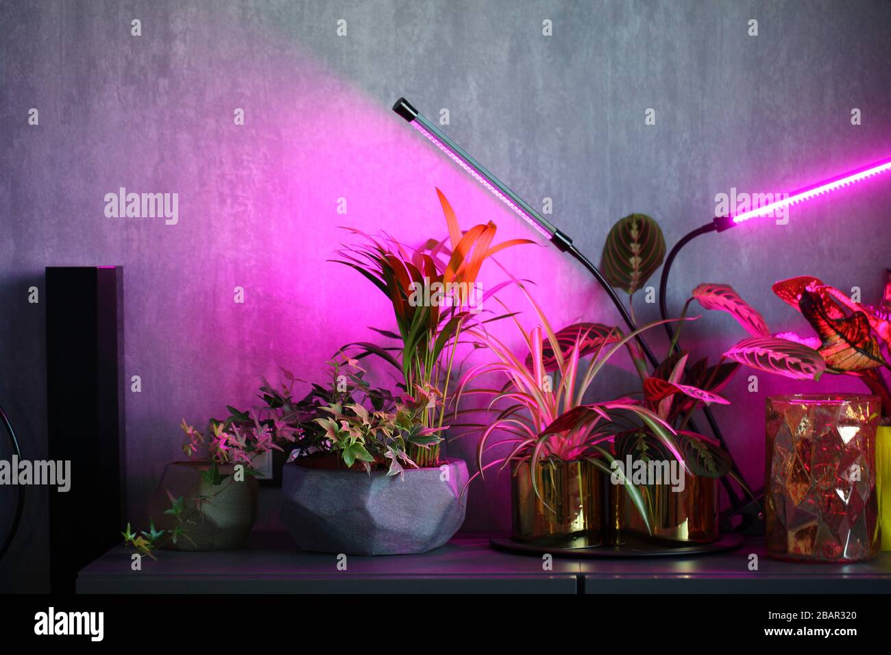 Led grow lamp house plant hi-res stock photography and images - Alamy
