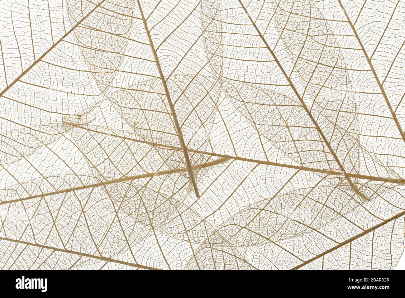 Background from skeletonized leaves isolated on white Stock Photo - Alamy