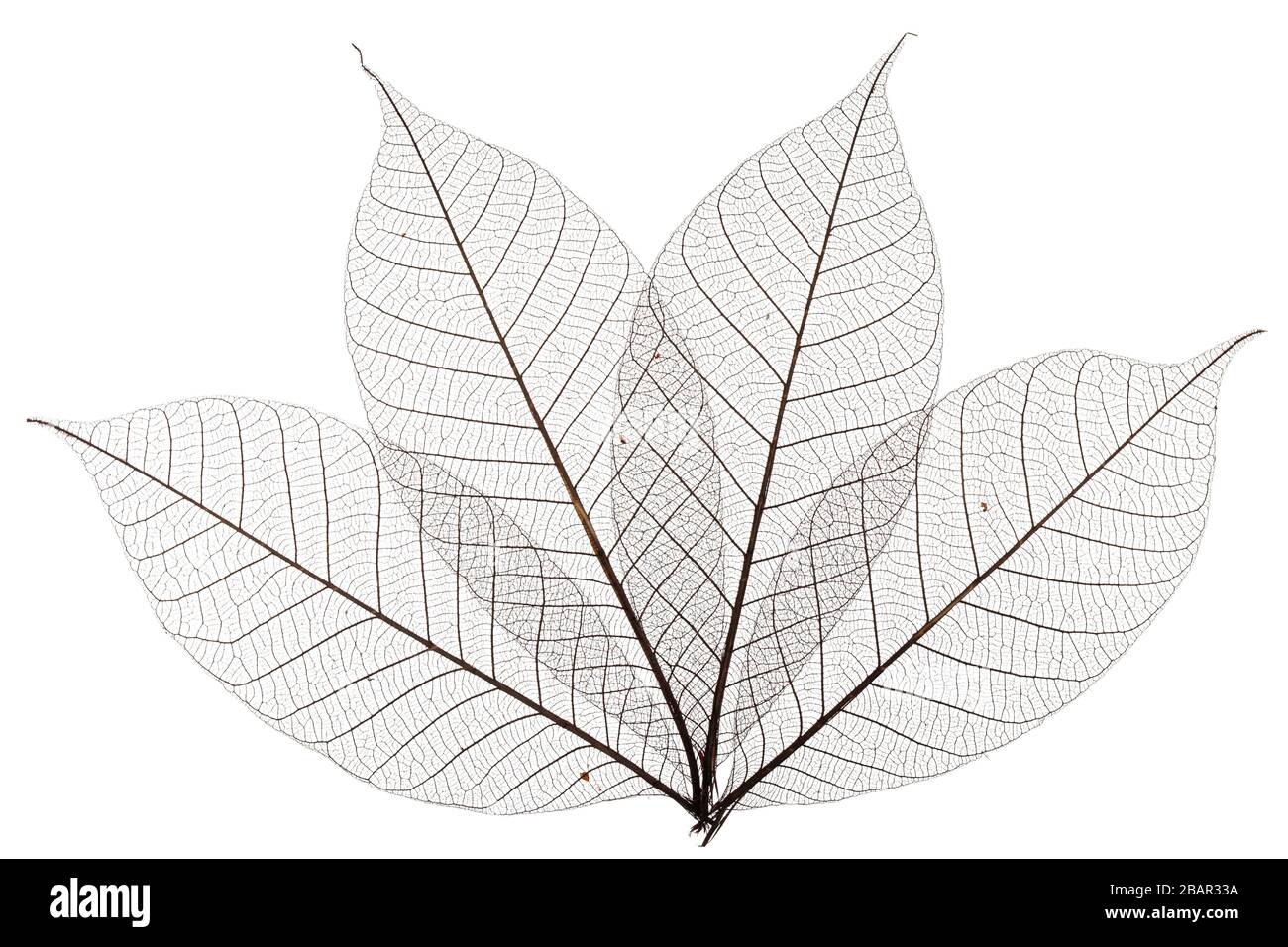 Four skeletonized leaves isolated on white background Stock Photo - Alamy