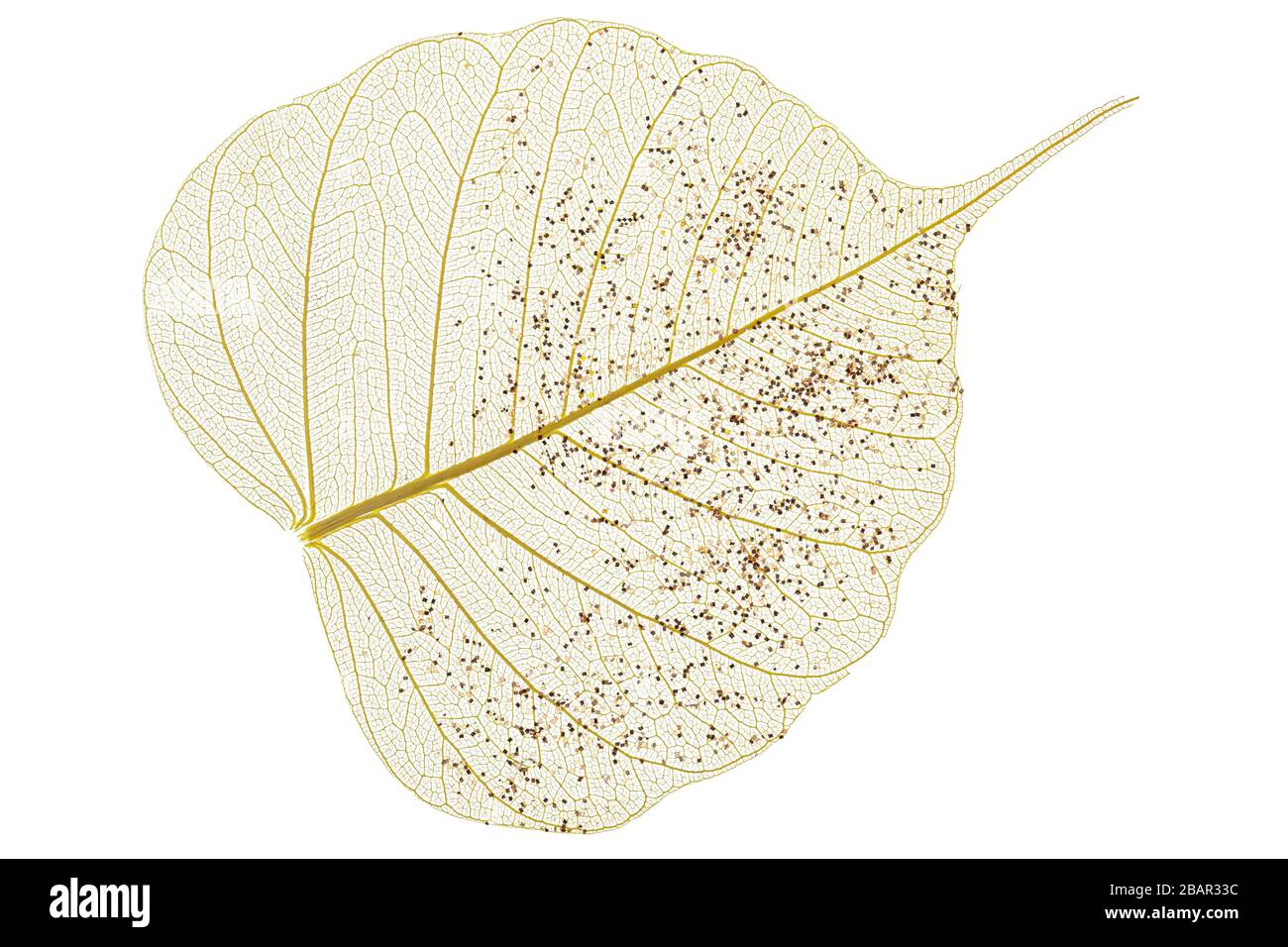 Single skeleton leaf isolated on white background Stock Photo - Alamy