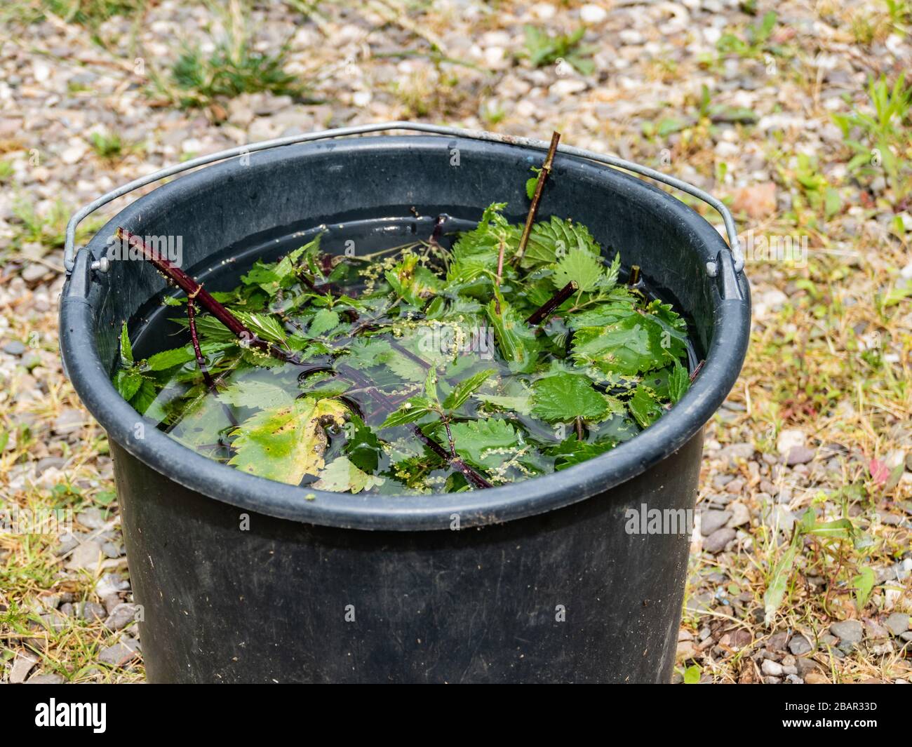 nettle brew a natural fertilizer made from fermented stinging nettles ...