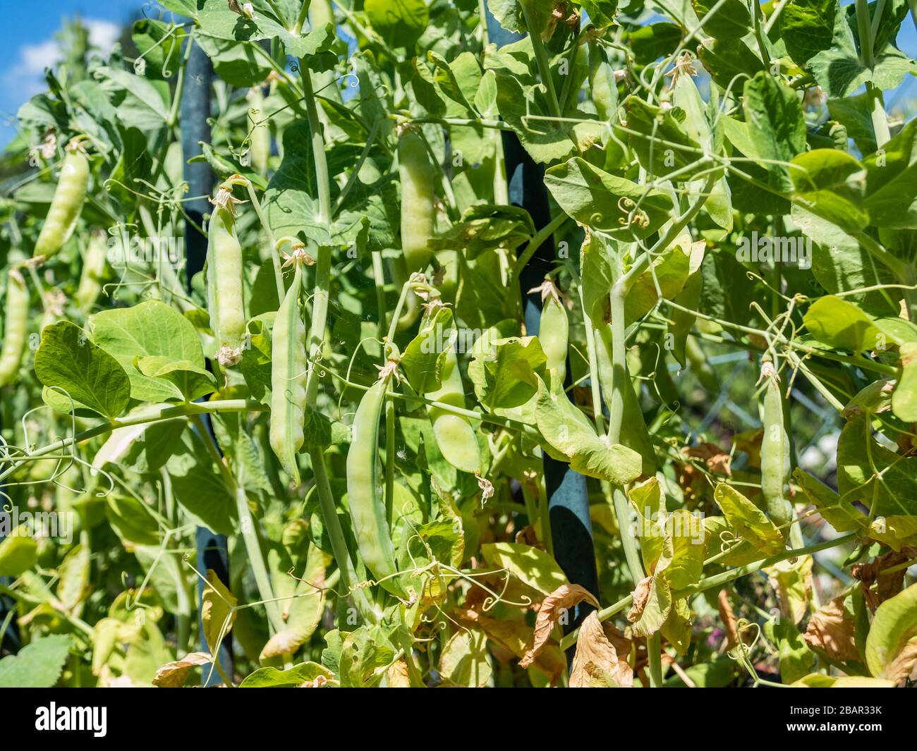 Garden pea pisum sativum ripe hi-res stock photography and images - Alamy