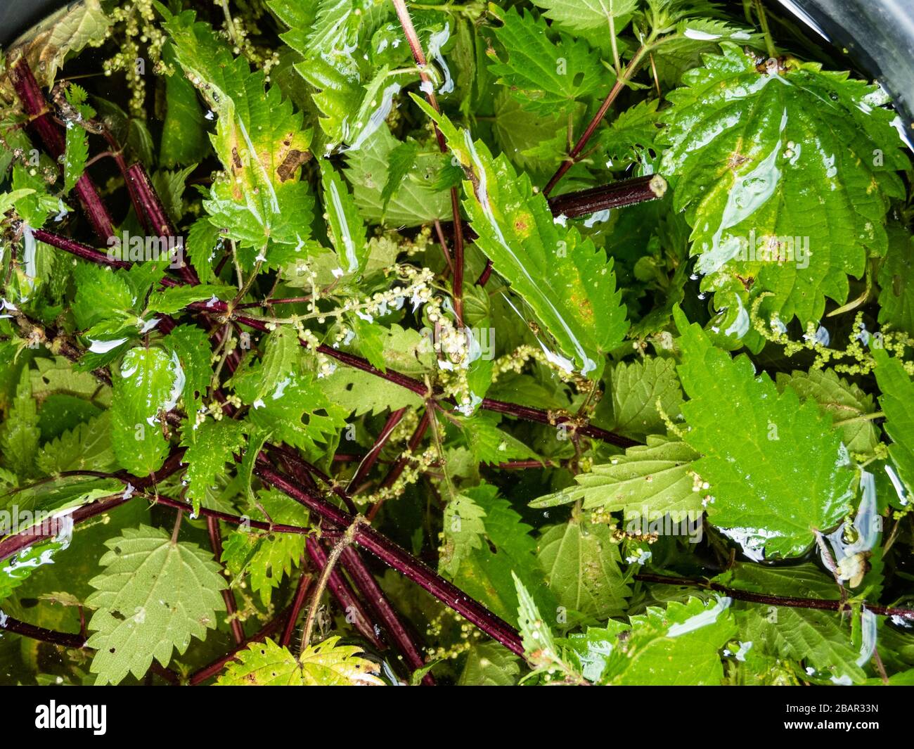 nettle brew a natural fertilizer made from fermented stinging nettles ...