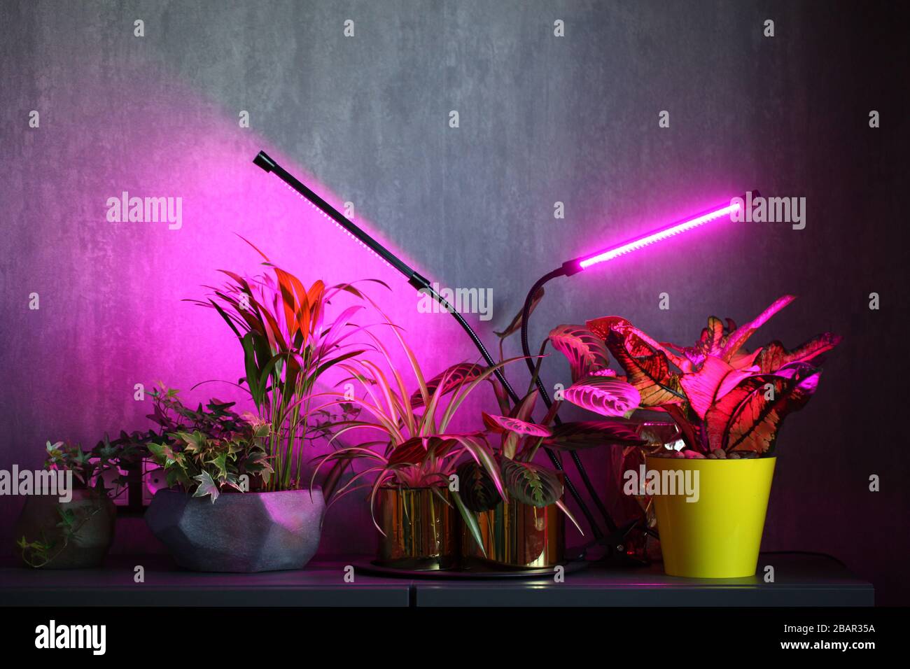 phytolamps illuminate potted plants shelf room Stock Photo - Alamy